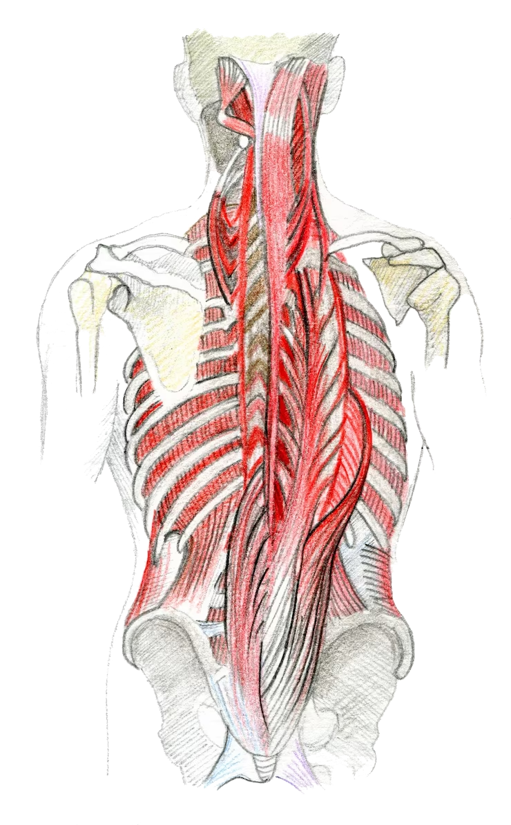 Accueil - SOS Lumbago